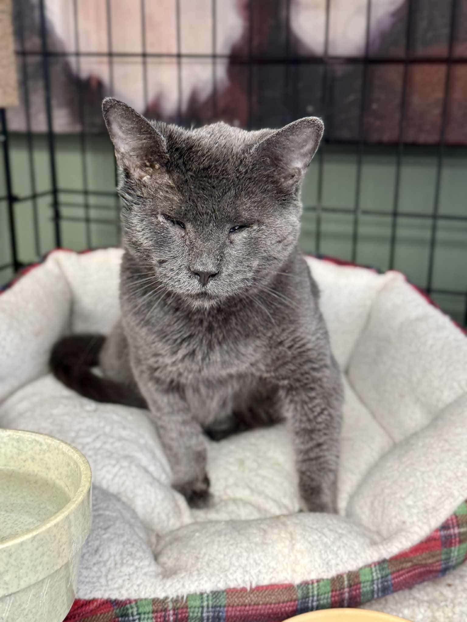 Sponsor A Pet - Help Humane